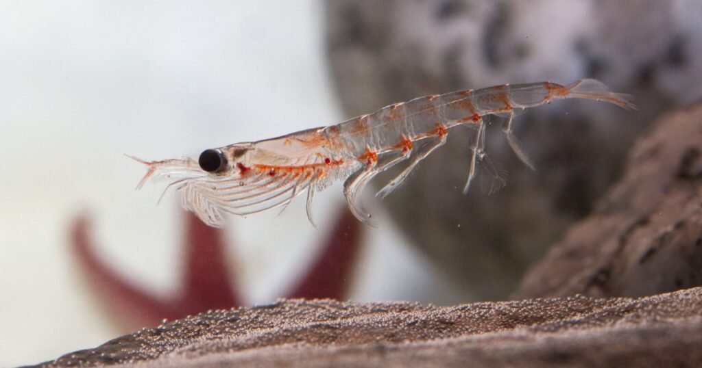 Antarctic Krill | Key to Life in the Southern Ocean 2026