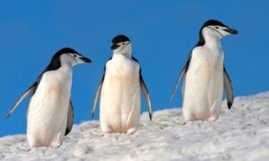 8 Penguins in Antarctica: Species and Where to See Them - Antarctica ...