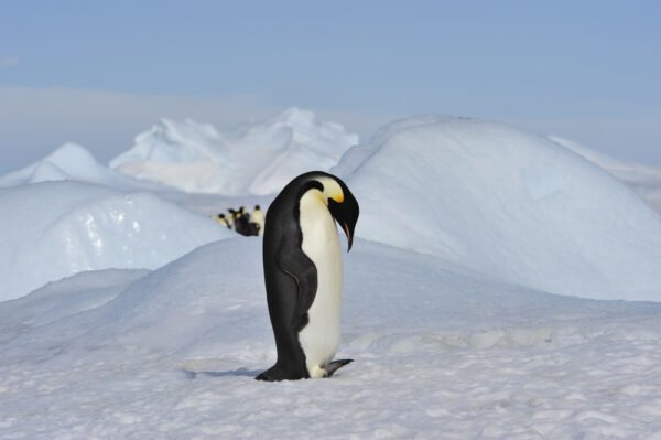 Story Behind the Nihilist Penguin: Walking Toward the Mountains