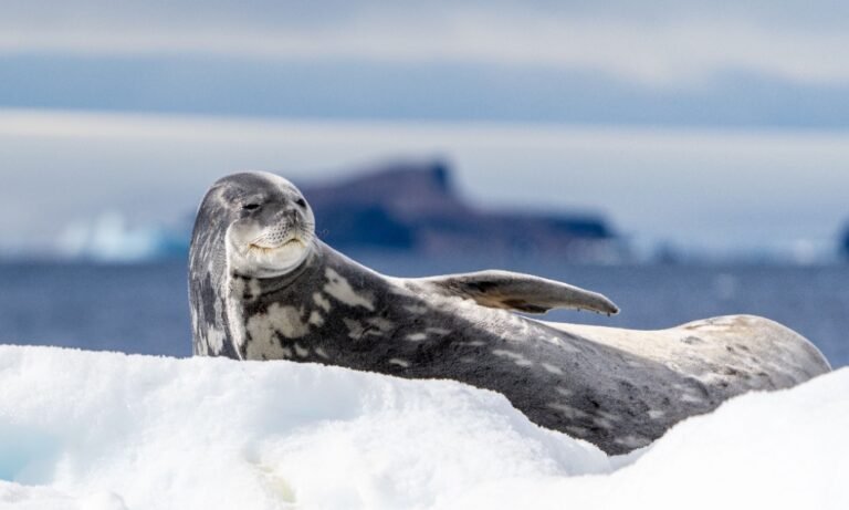 6 Seals in Antarctica | Species & Where to See Them 2026